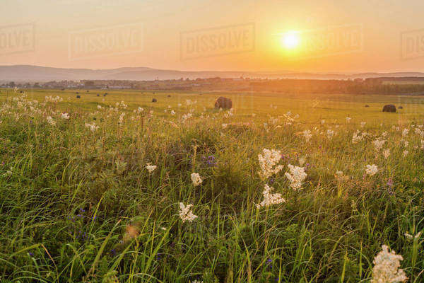 Tall grass growing in rural field at sunset - Royalty-free Stock Photo ...