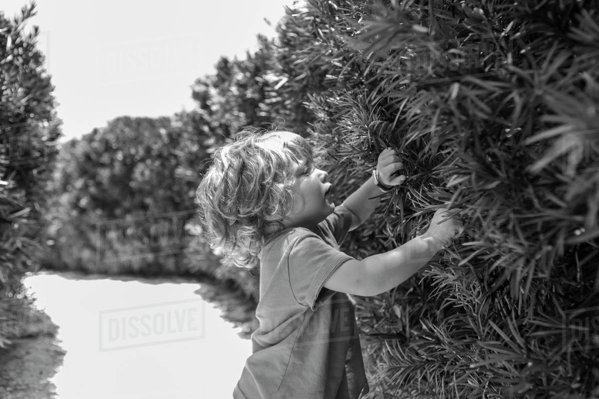 Caucasian baby boy peering through bushes in backyard - Royalty-free ...