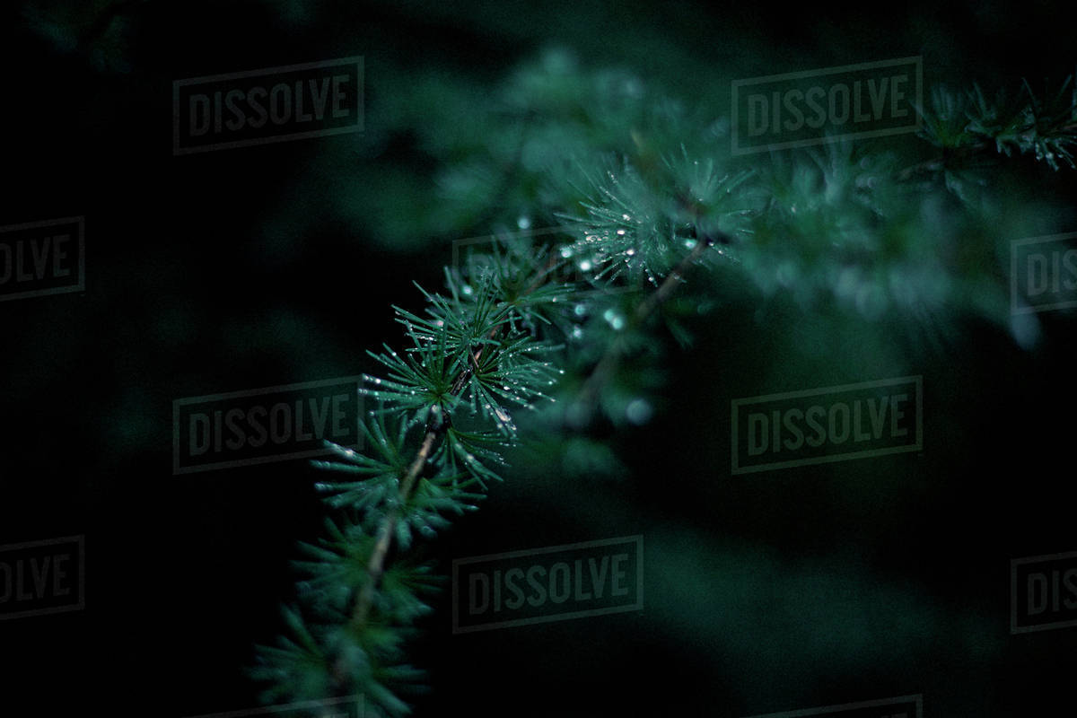 Close up of dew drops on evergreen tree branch - Stock Photo - Dissolve