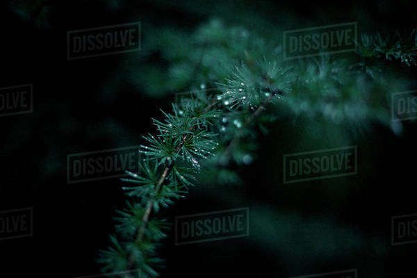 Close up of dew drops on evergreen tree branch - Stock Photo - Dissolve