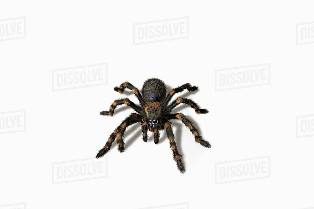 Close up of tarantula crawling - Royalty-free Stock Photo | Dissolve