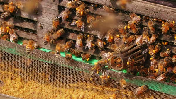 Detail of honey bee pollen collection device in apiary as bees crawl in ...