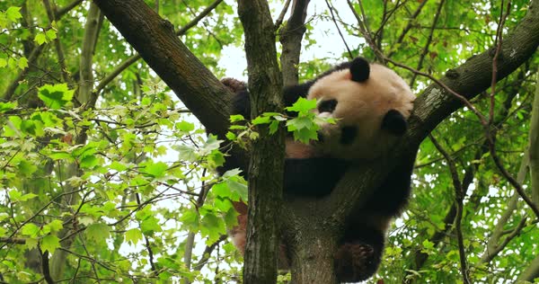 Close up of lovely giant panda bear sitting resting in the tree funny ...