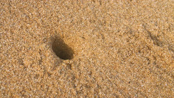 Crab Macro Close Up Tossing Sand From Burrow Hole - Stock Video Footage ...