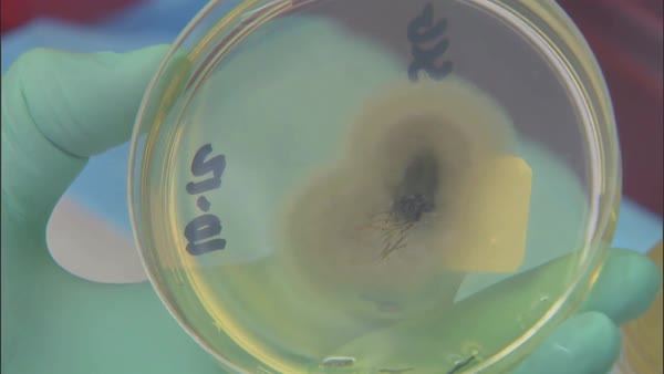 Scraping Petri dish in medical Laboratory for testing - 720p Royalty ...