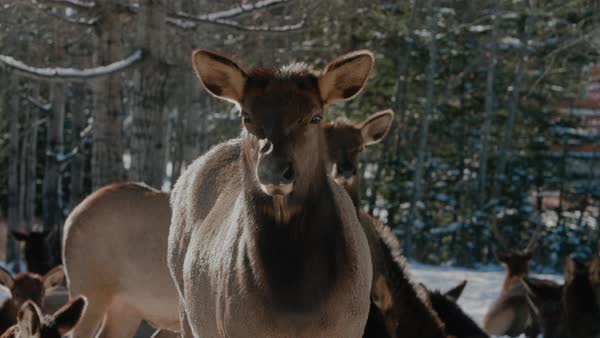 Canadian Elk in Rocky Mountains of Canmore Alberta Canadian Wildlife ...