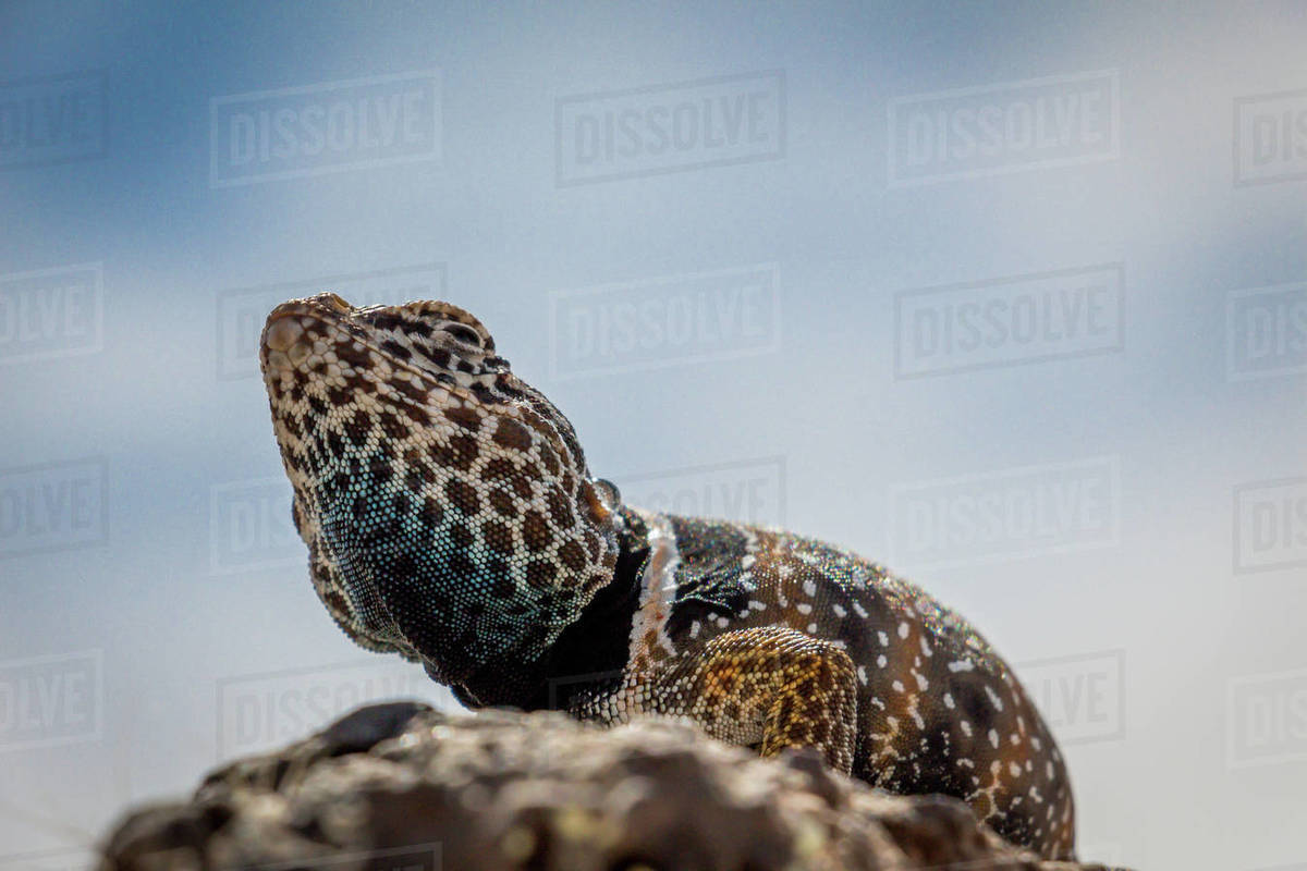 Close Up of Common Collared Lizard Standing on a Rock - Royalty-free ...