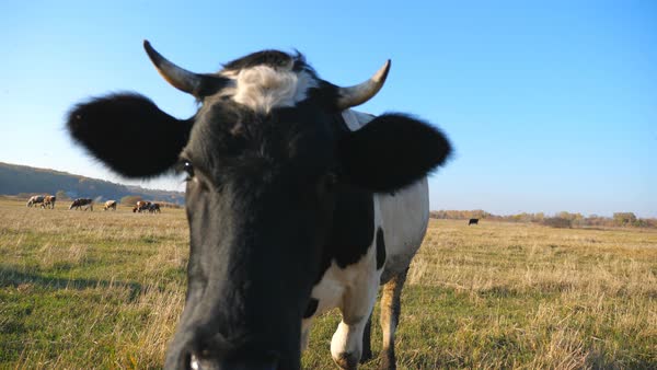 Curious cow looking into camera and sniffing it. - Stock Video Footage ...