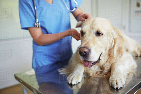 Fluffy labrador having veterinary examination - Royalty-free Stock ...