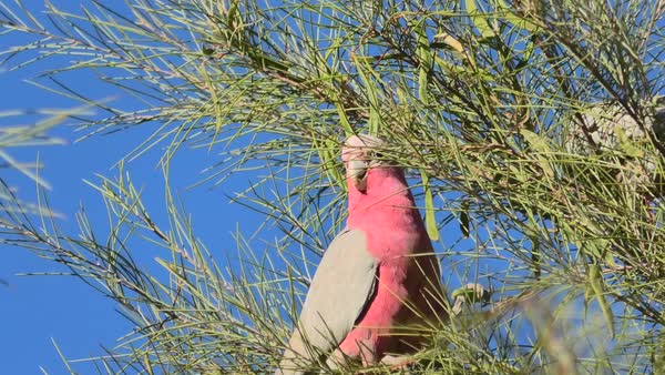 Australian Princess Parrot on a tree branch at Alice Springs near ...
