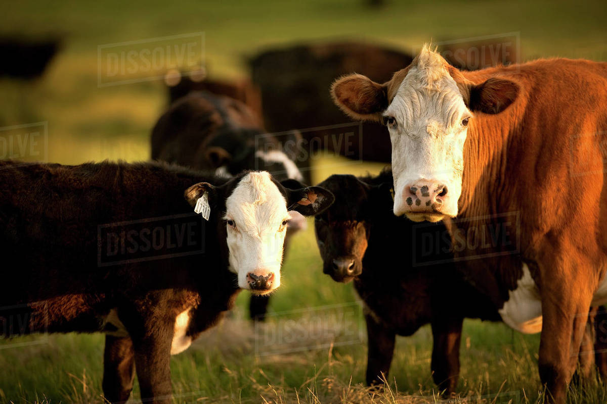 Group of cows standing in a grassy field. - Stock Photo - Dissolve
