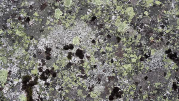 Granite rock surface with green moss spots. Beautiful natural stone ...