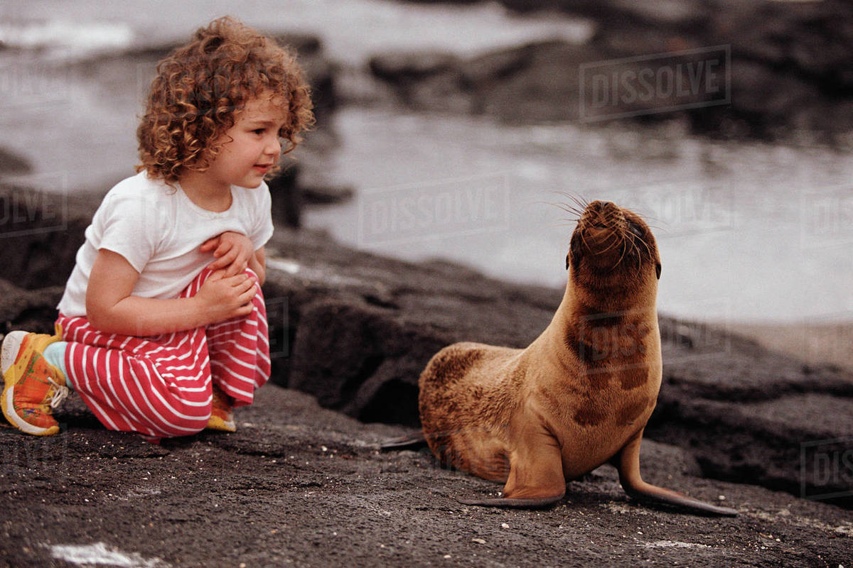 Young girl looking at baby seal on rocks - Stock Photo - Dissolve