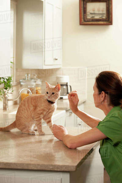 Middle Aged Caucasian woman giving her cat a treat in the Kitchen, cat ...
