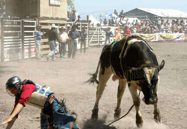 Competitor falling from bucking bull at Rodeo - Royalty-free Stock ...