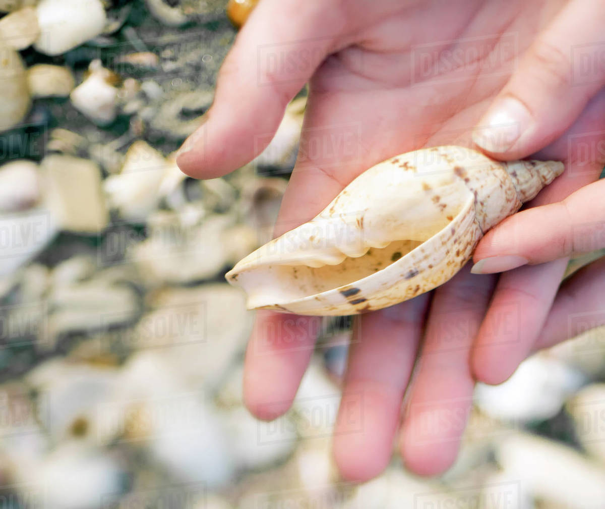 Womans hand holding shell - Royalty-free Stock Photo | Dissolve