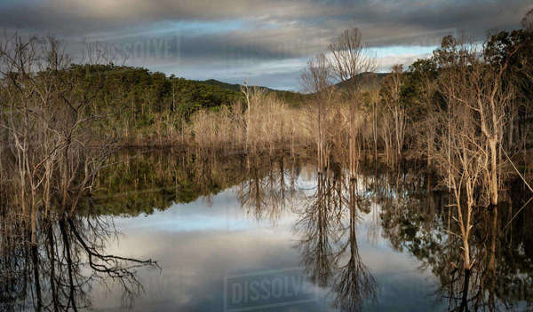 Reflections in the water of native Australian bushland - Royalty-free ...