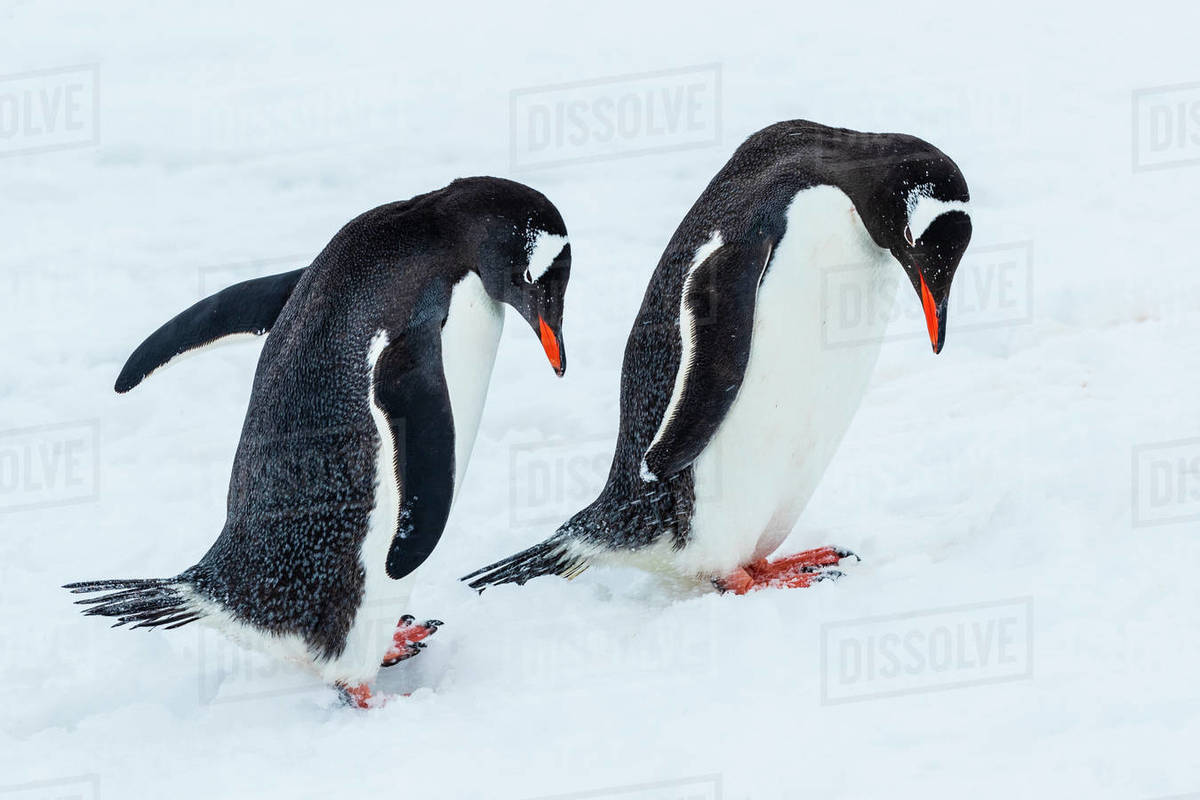 Gentoo Penguins (Pygoscelis papua) courtship display at Yankee Harbor ...