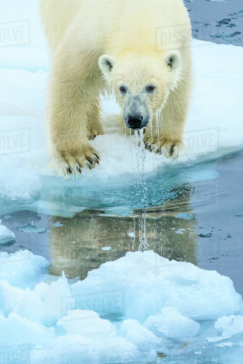 Drippin wet Polar Bear (Ursus maritimus) on the pack ice, Arctic Ocean ...