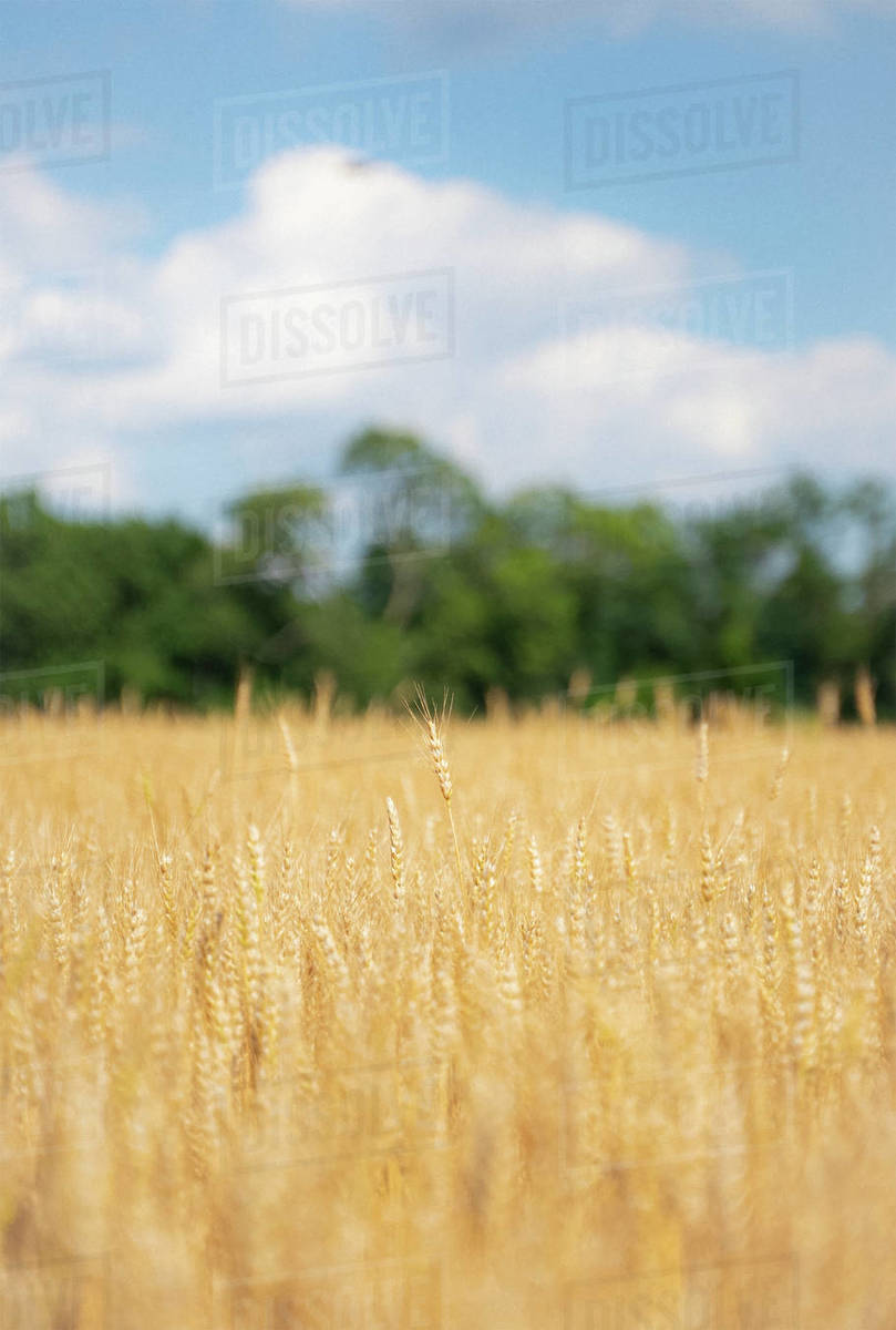 A tall wheat strand peeks out above the rest of the field outside of ...