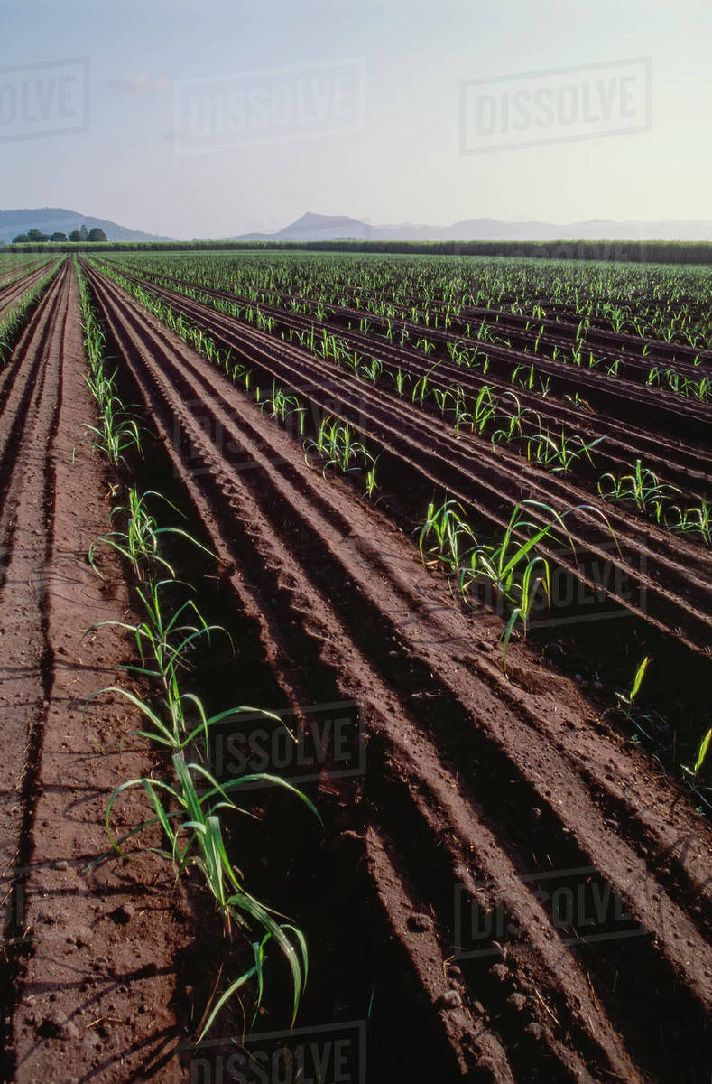Rows of newly planted sugarcane plants in rich soil - Royalty-free ...