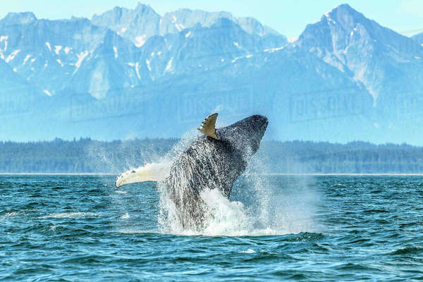 A large humpback whale breaches near Point Adolphus in Alaska ...
