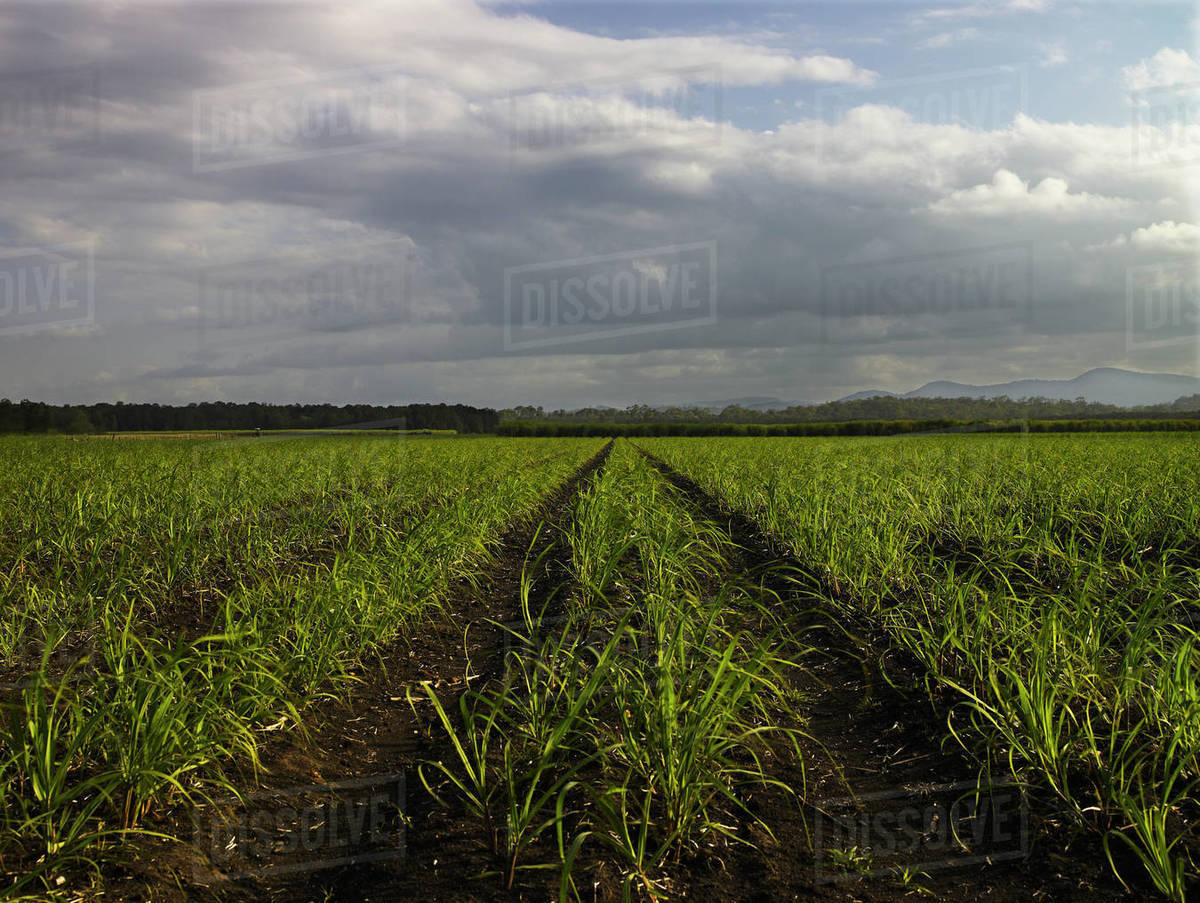 Rows of young sugar cane with mountain backdrop - Stock Photo - Dissolve