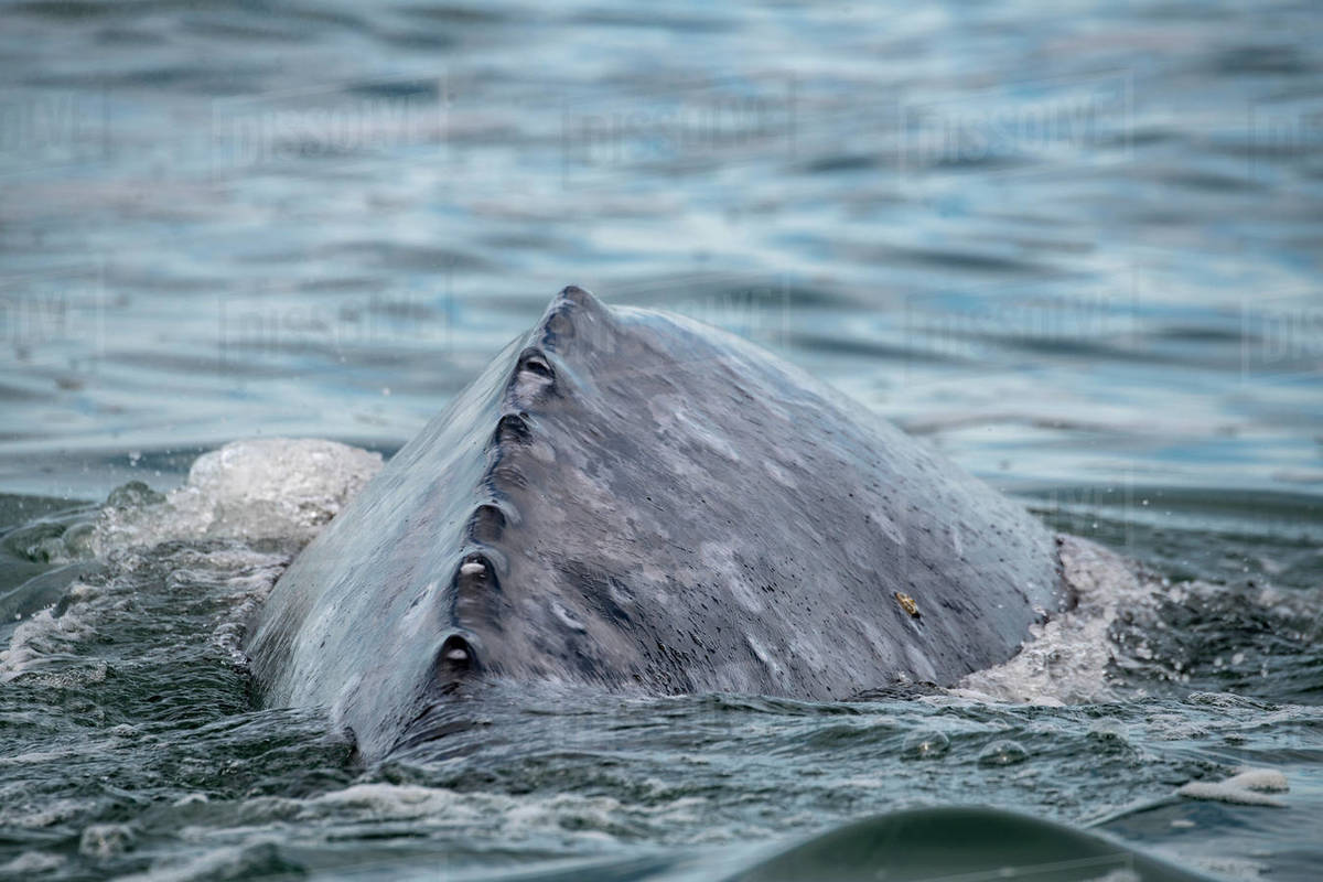 Back of gray whale.Gray whale (Eschrichtius robustus) - Stock Photo ...