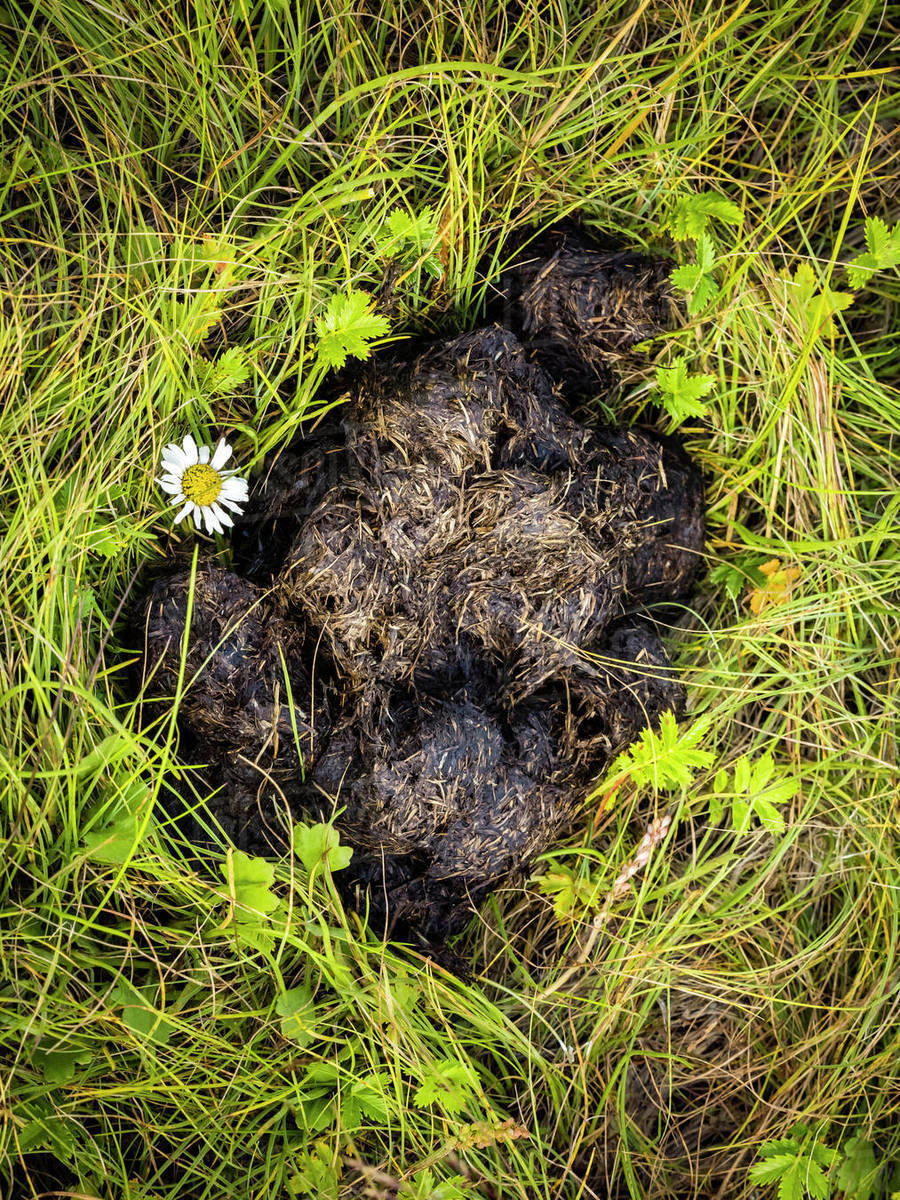 Bear Scat and Daisy, Droppings of Coastal Brown Bear (Ursus arctos ...