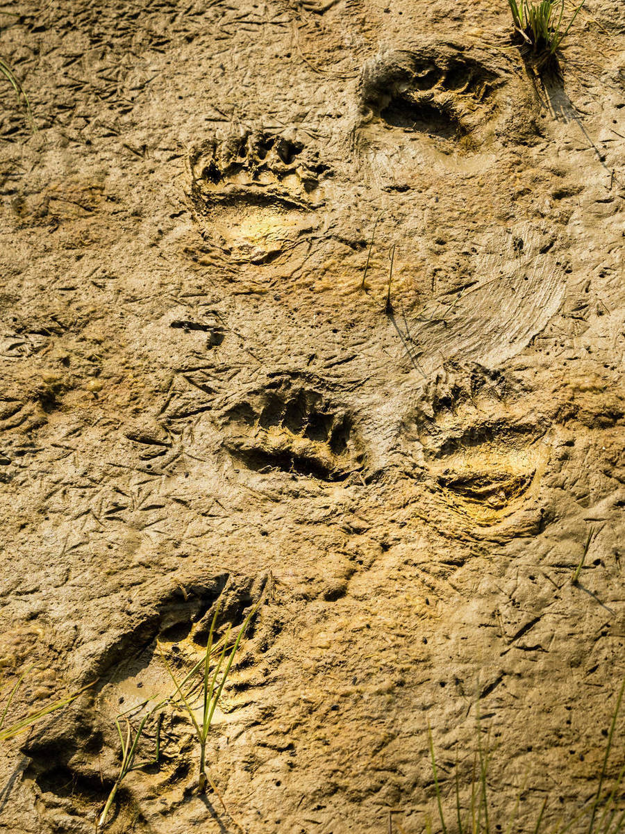 Bear tracks in mud, Coastal Brown Bears (Ursus arctos horribilis) at ...