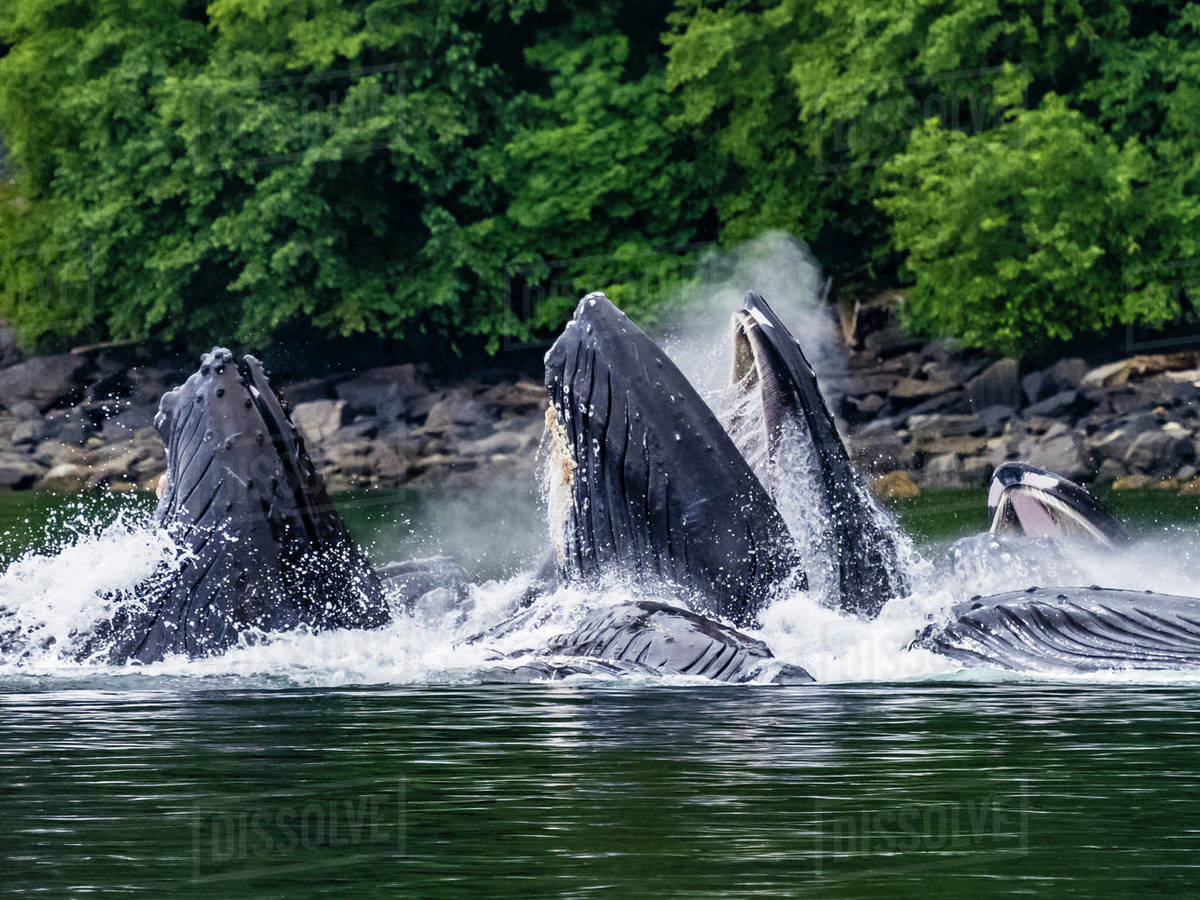Open mouths, Feeding Humpback Whales (Megaptera novaeangliae) in ...