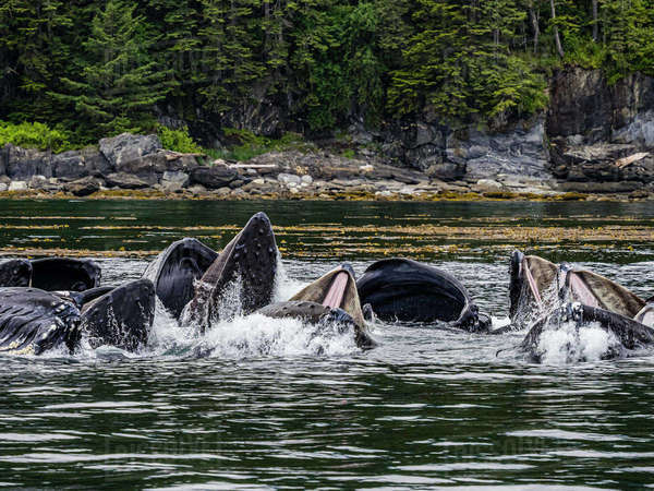 Open mouths, Feeding Humpback Whales (Megaptera novaeangliae) in ...