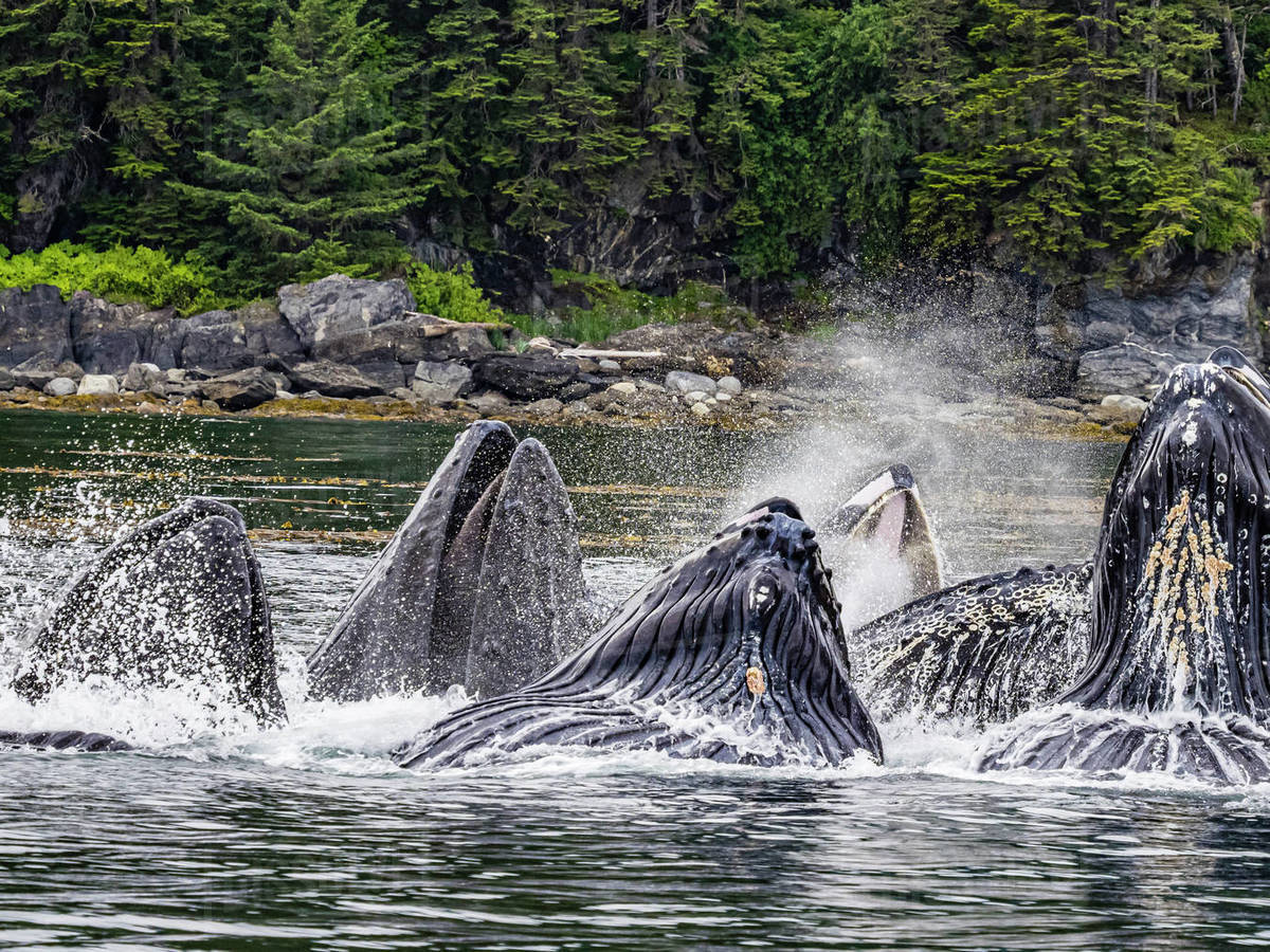 Open mouths, Feeding Humpback Whales (Megaptera novaeangliae) in ...