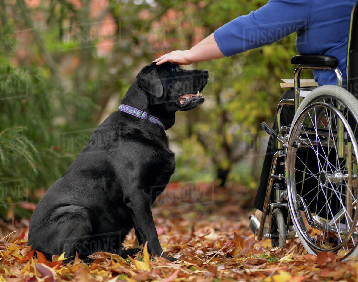 Woman in a wheelchair patting old black labrador dog - Royalty-free ...