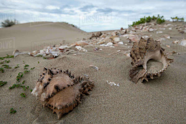 Shells at shell midden at Magdalena Bay, Baja California Sur - Stock ...