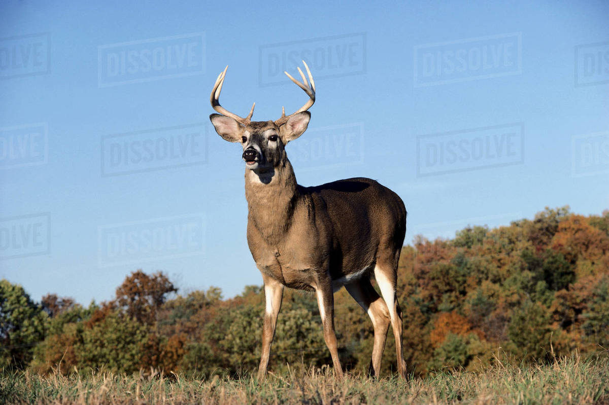 Close-up of a deer standing in a field - Royalty-free Stock Photo ...