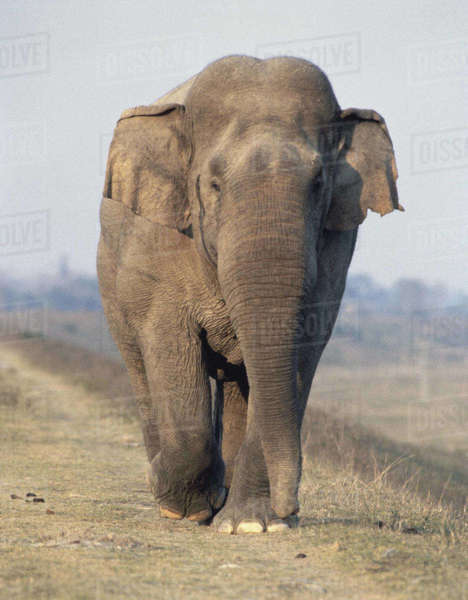 An African wild Elephant - Royalty-free Stock Photo | Dissolve