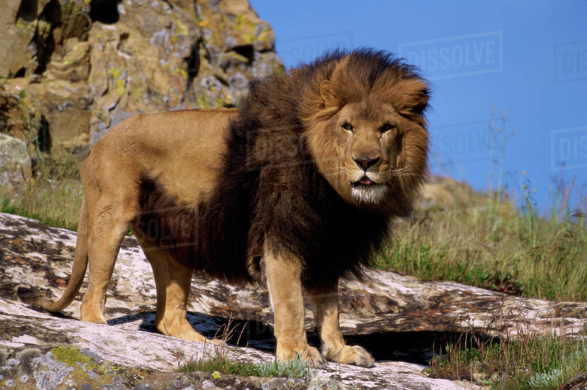 Low angle view of a lion standing on a rock - Royalty-free Stock Photo ...
