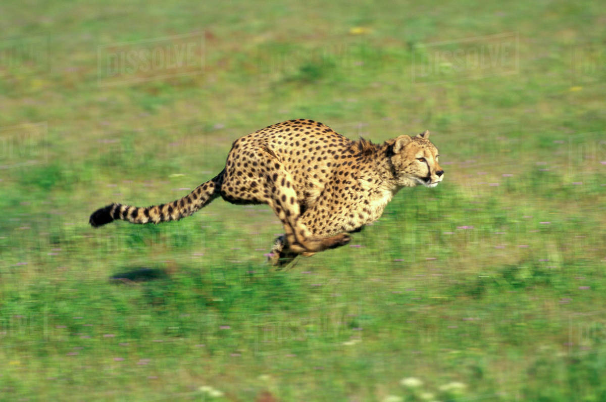 Cheetah running in a field - Royalty-free Stock Photo | Dissolve