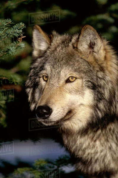 Close-up of a Timber Wolf - Royalty-free Stock Photo | Dissolve