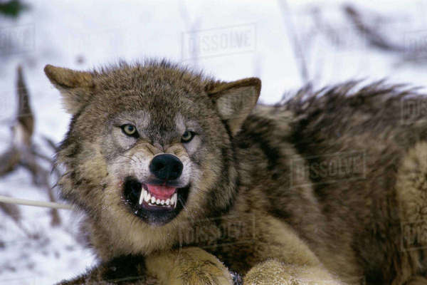 Close-up of a Timber Wolf growling - Royalty-free Stock Photo | Dissolve