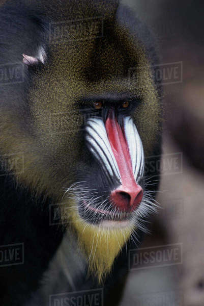 Close-up of a mandrill - Royalty-free Stock Photo | Dissolve