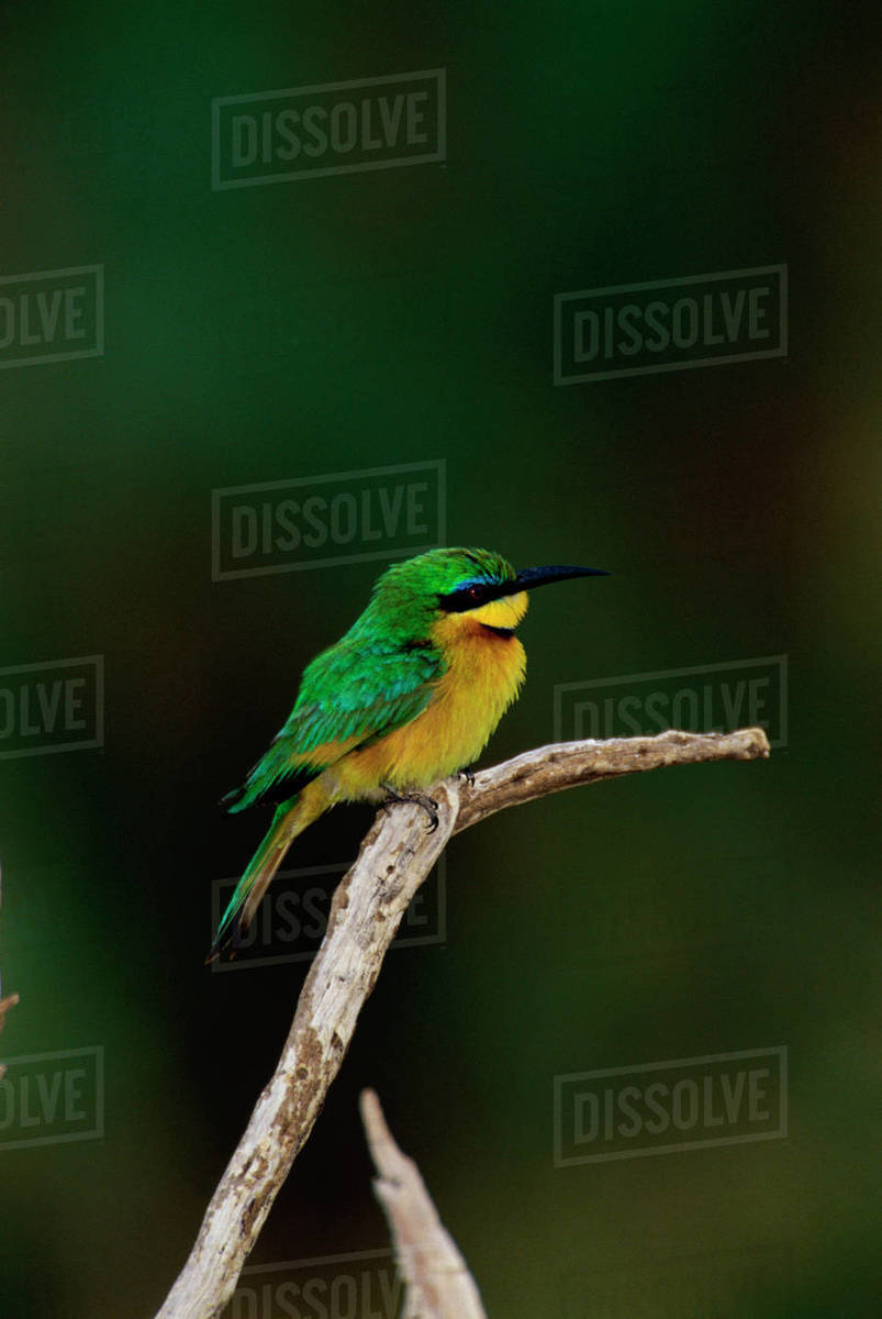 Little Bee-eater on a twig, Kenya - Stock Photo - Dissolve