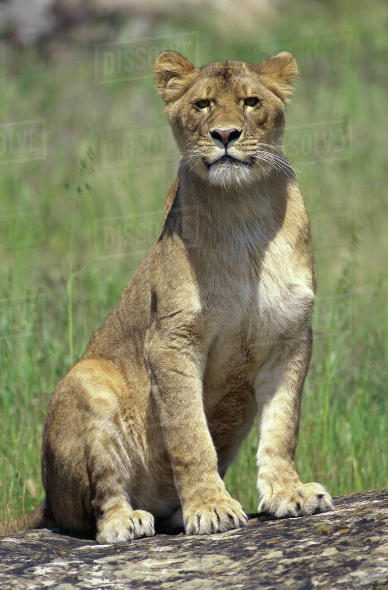 Lion sitting on a rock - Royalty-free Stock Photo | Dissolve