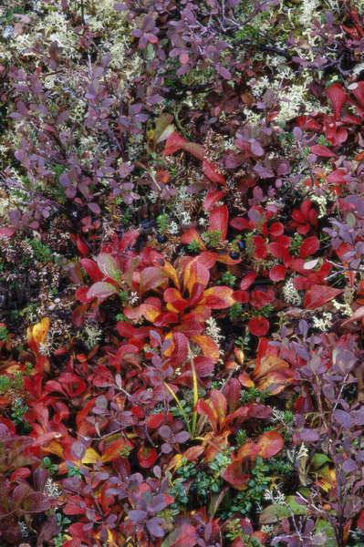 Bearberry and crowberry shrub - Royalty-free Stock Photo | Dissolve