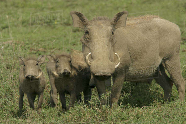Family of warthogs - Royalty-free Stock Photo | Dissolve