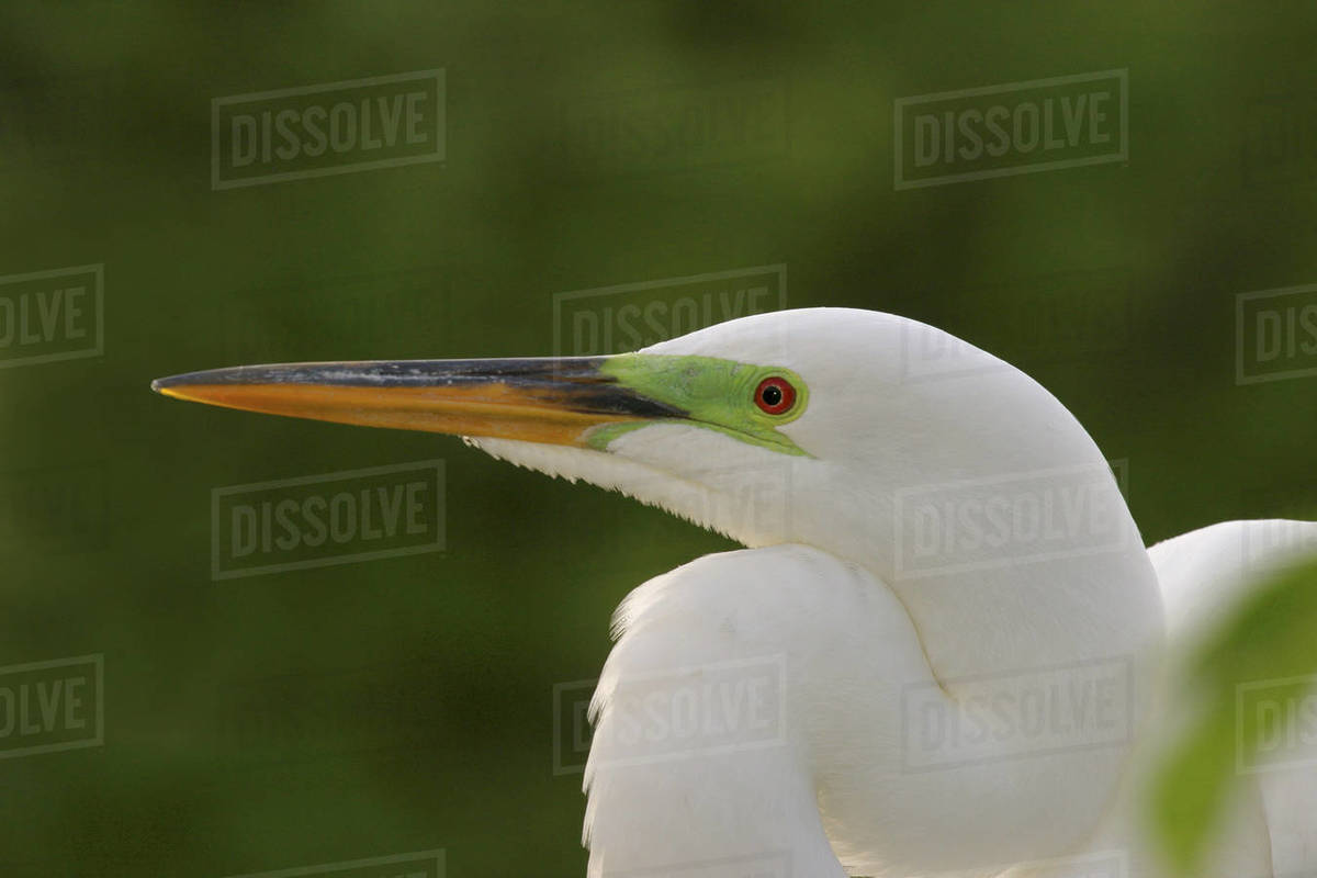 Close-up of a Great Egret - Royalty-free Stock Photo | Dissolve