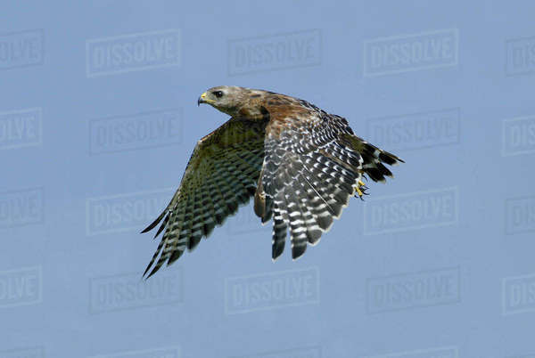 A Red-shouldered Hawk in flight - Royalty-free Stock Photo | Dissolve