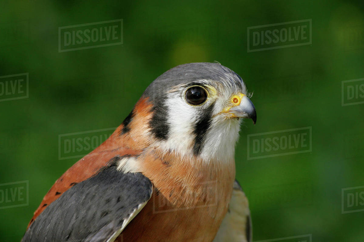 Close-up of a kestrel - Royalty-free Stock Photo | Dissolve