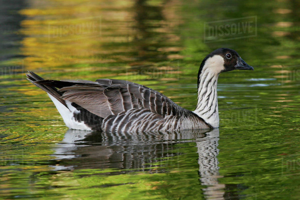 Close-up of a nene swimming in a lake (Branta sandvicensis) - Royalty ...
